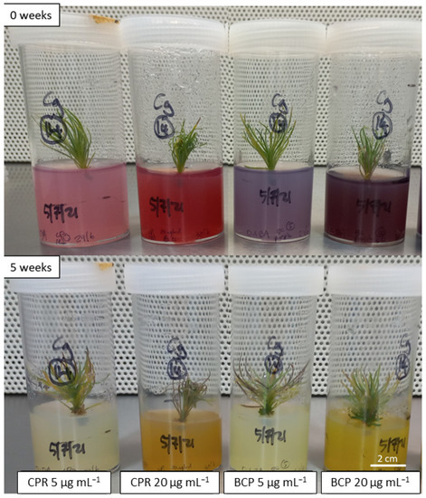 A Simple but Effective Combination of pH Indicators for Plant Tissue ...