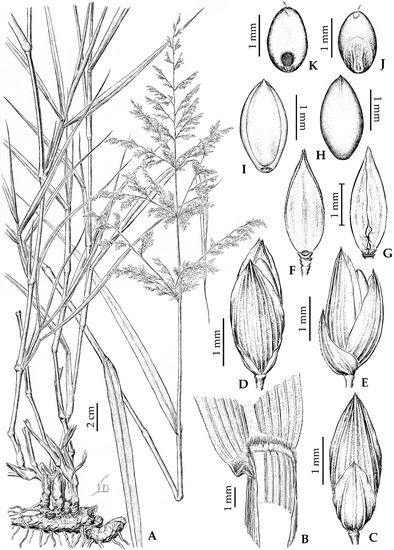 An Update of the Cenchrinae (Poaceae, Panicoideae, Paniceae) and a New ...