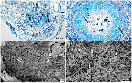 Histochemical Analysis and Ultrastructure of Trichomes and Laticifers ...