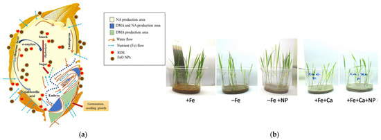 Potential Effects of Metal Oxides on Agricultural Production of Rice: A ...