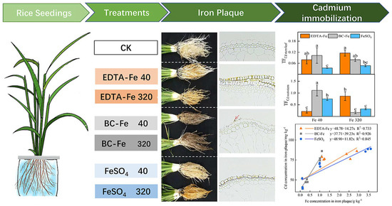 Potential Effects of Metal Oxides on Agricultural Production of Rice: A ...