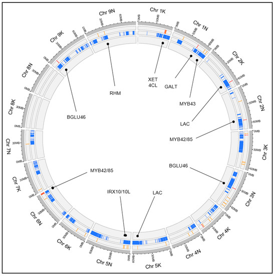 Syntenic Cell Wall QTLs as Versatile Breeding Tools: Intraspecific ...