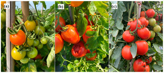 Classification of Tomato Fruit Using Yolov5 and Convolutional Neural ...