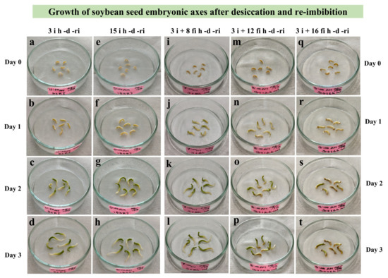 Localization of Lipid Droplets in Embryonic Axis Radicle Cells of ...
