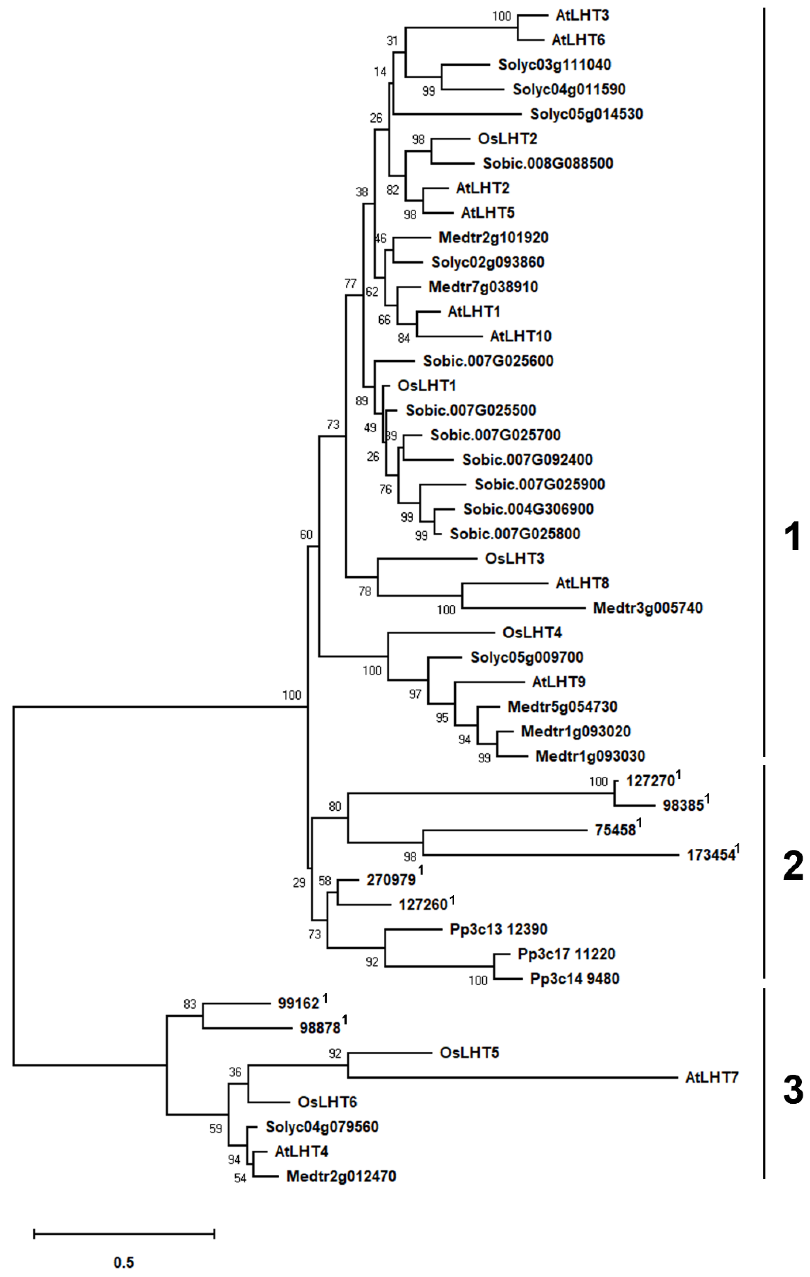 The LHT Gene Family in Rice: Molecular Characterization, Transport ...