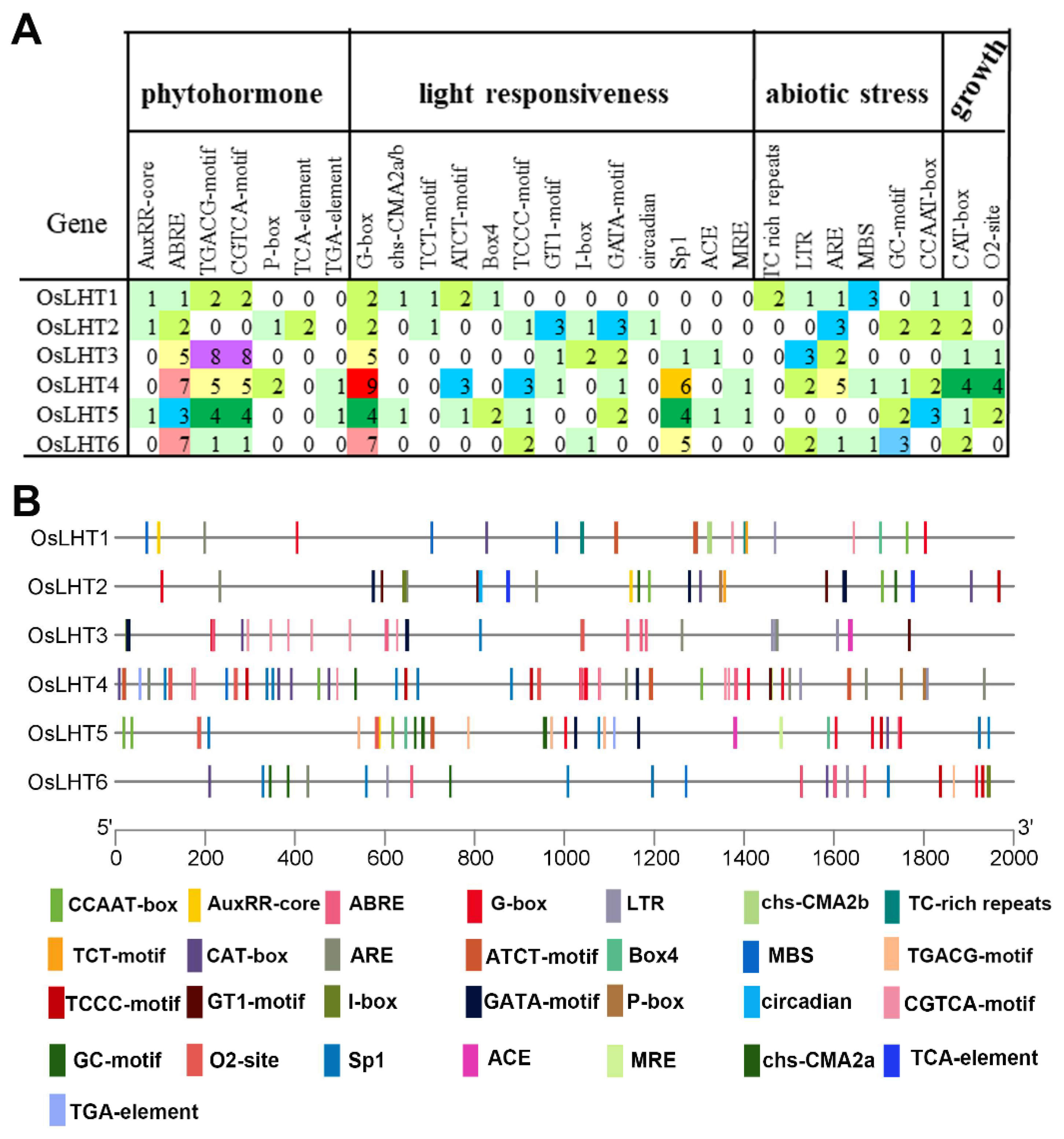 The LHT Gene Family in Rice: Molecular Characterization, Transport ...