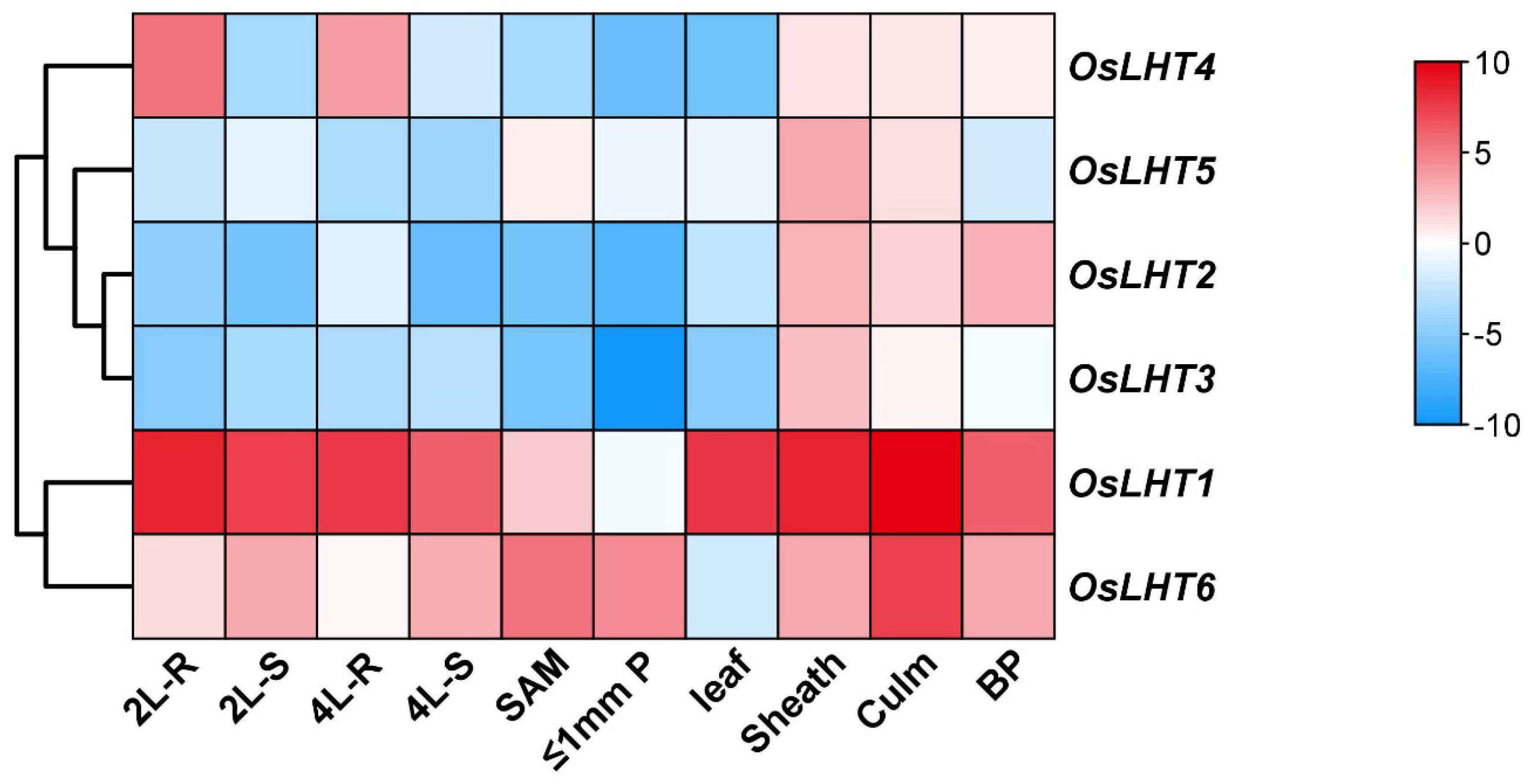 The LHT Gene Family in Rice: Molecular Characterization, Transport ...