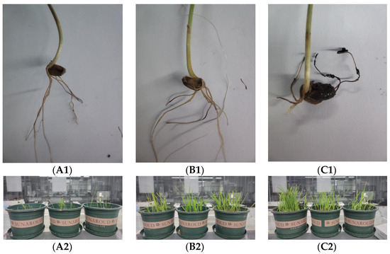 Antagonistic Strain Bacillus halotolerans Jk-25 Mediates the Biocontrol ...