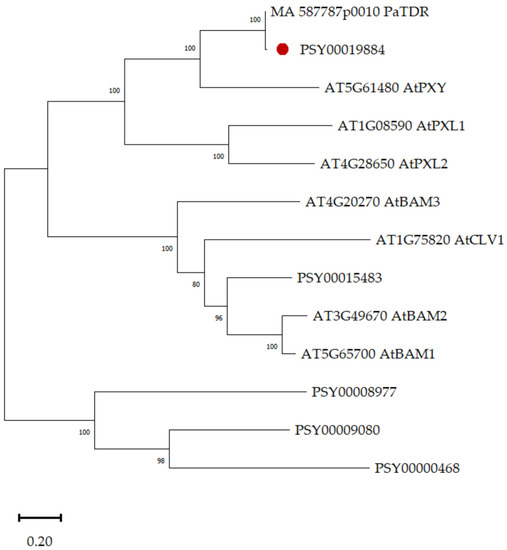 Identification and Expression Profile of CLE41/44-PXY-WOX Genes in ...