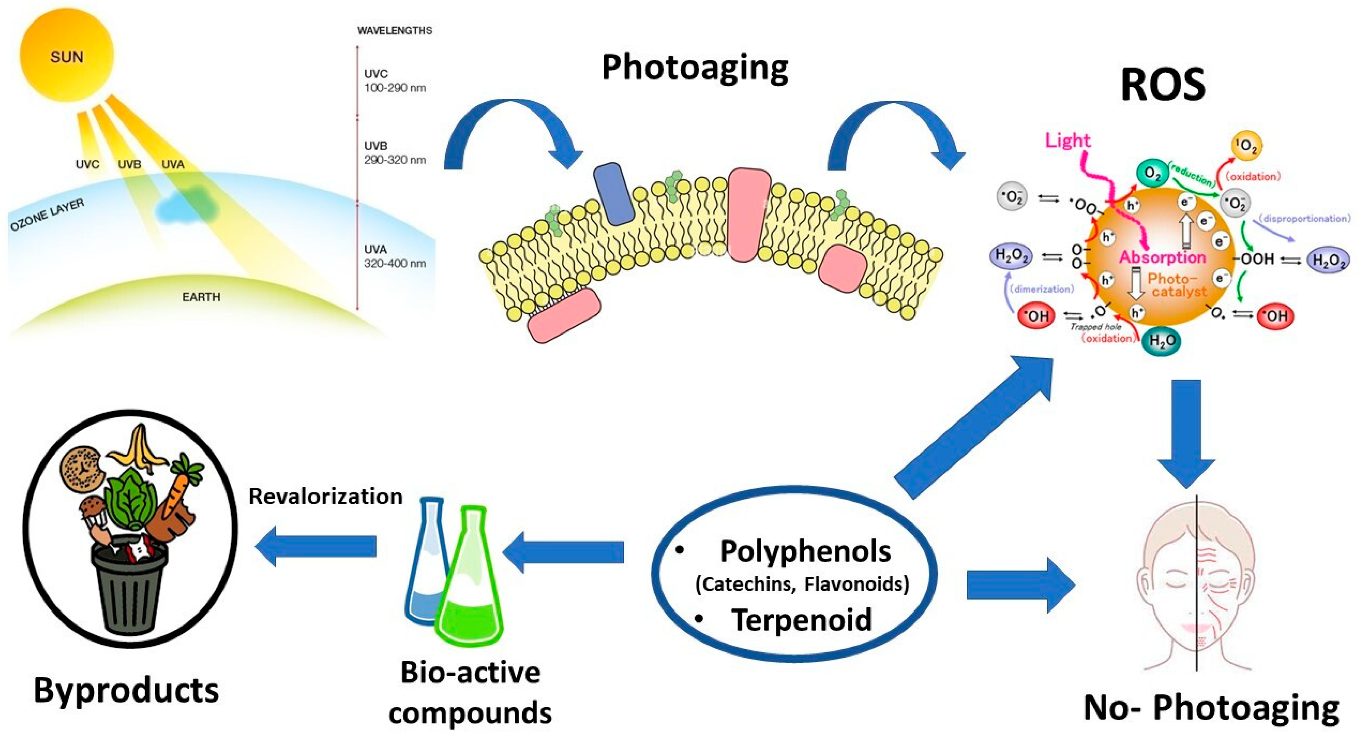 Use of Natural Agents and Agrifood Wastes for the Treatment of Skin ...