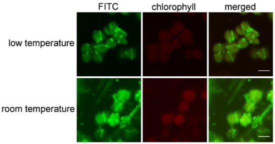 Improvements for Tissue-Chopping-Based Immunofluorescence Staining ...