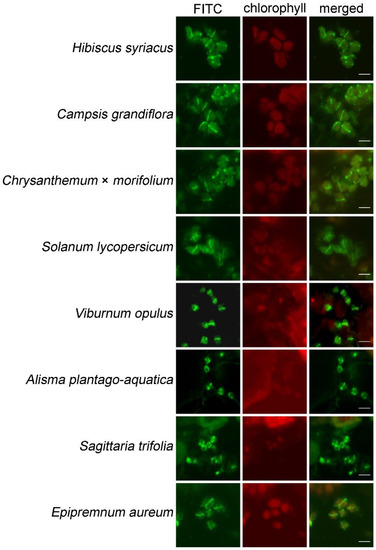 Improvements for Tissue-Chopping-Based Immunofluorescence Staining ...
