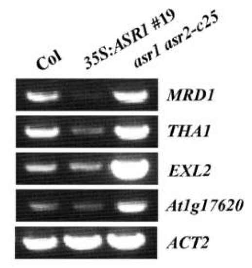 Plants | Free Full-Text | ASR1 and ASR2, Two Closely Related ABA ...