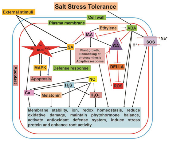 Regulation of Reactive Oxygen Species during Salt Stress in Plants and ...