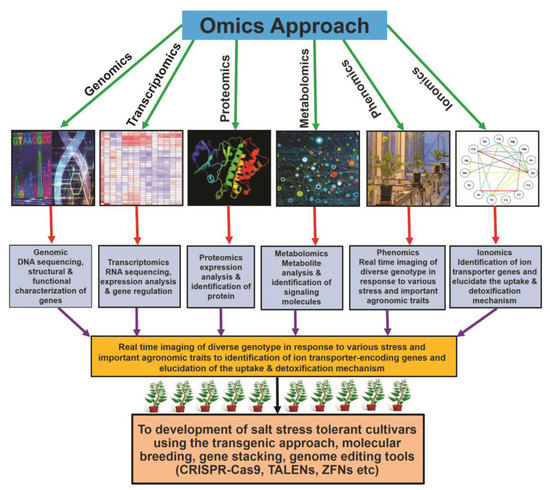 Regulation of Reactive Oxygen Species during Salt Stress in Plants and ...