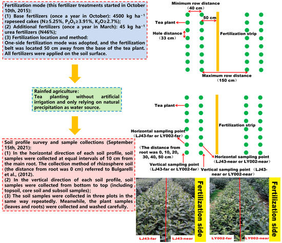 Plants | Free Full-Text | Effects of Tea Plant Varieties with High- and ...