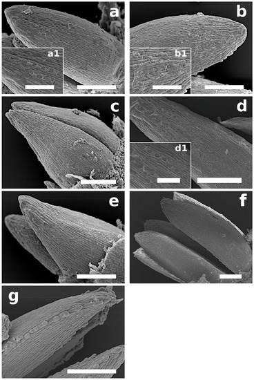 Micromorphology of Pine Needle Primordia and Young Needles after Bud ...