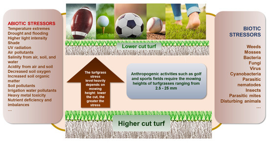 Turfgrass Salinity Stress and Tolerance—A Review