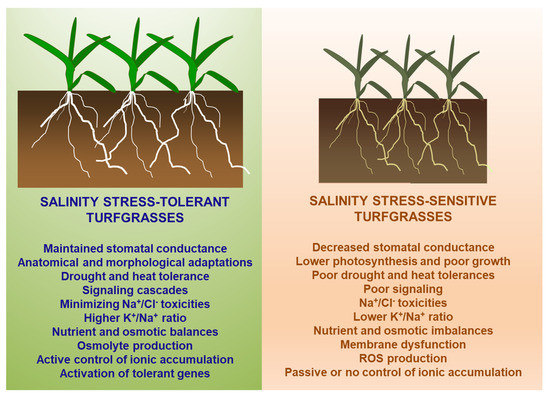 Turfgrass Salinity Stress and Tolerance—A Review