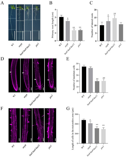Chromatin Remodeling Complex SWR1 Regulates Root Development by ...
