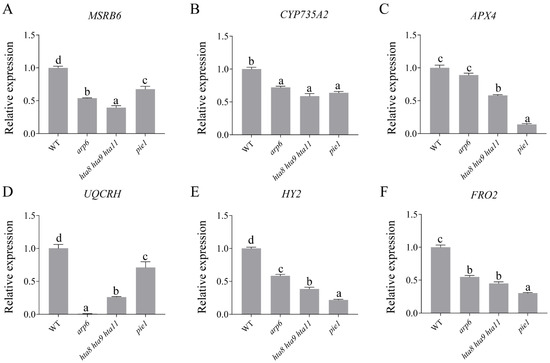 Chromatin Remodeling Complex SWR1 Regulates Root Development by ...