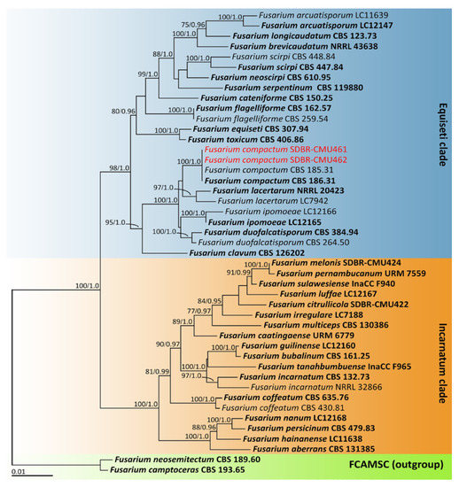 Identification and Characterization of Fusarium Species Causing ...
