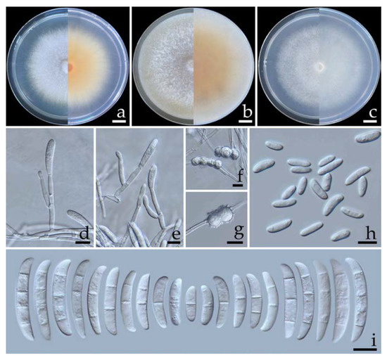 Identification and Characterization of Fusarium Species Causing ...