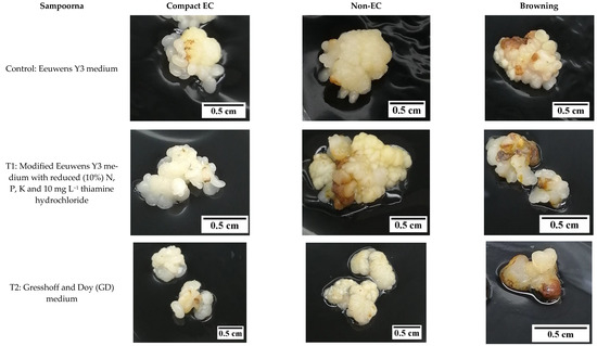 Coconut Callus Initiation for Cell Suspension Culture