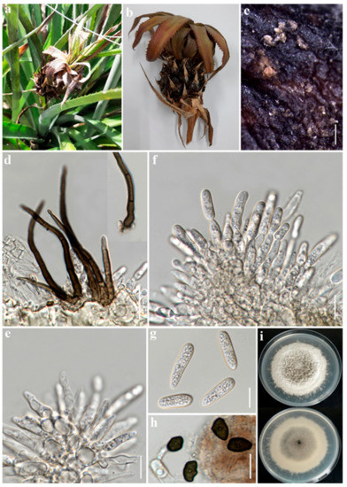 First Report of Colletotrichum fructicola Causing Fruit Rot and Leaf ...