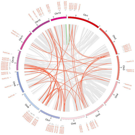 Genome-Wide Analysis of the Rhododendron AP2/ERF Gene Family ...
