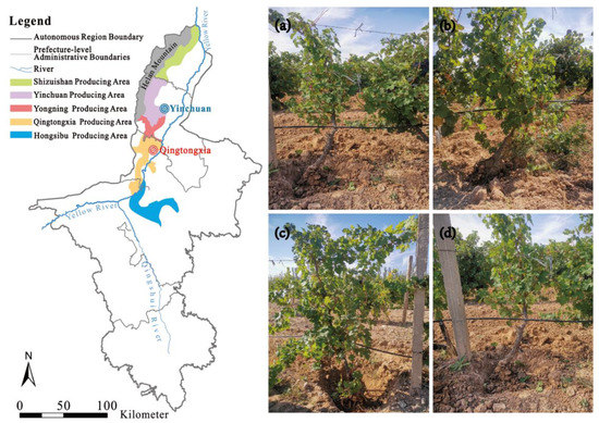 A Simple Method Using an Allometric Model to Quantify the Carbon ...