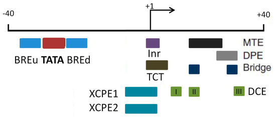 On the Role of TATA Boxes and TATA-Binding Protein in Arabidopsis thaliana