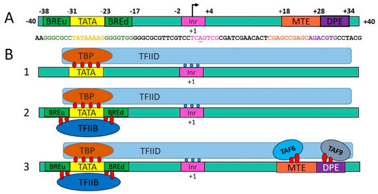 On the Role of TATA Boxes and TATA-Binding Protein in Arabidopsis thaliana