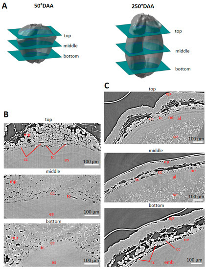 New Growth-Related Features of Wheat Grain Pericarp Revealed by ...