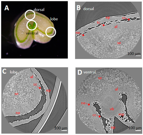 New Growth-Related Features of Wheat Grain Pericarp Revealed by ...