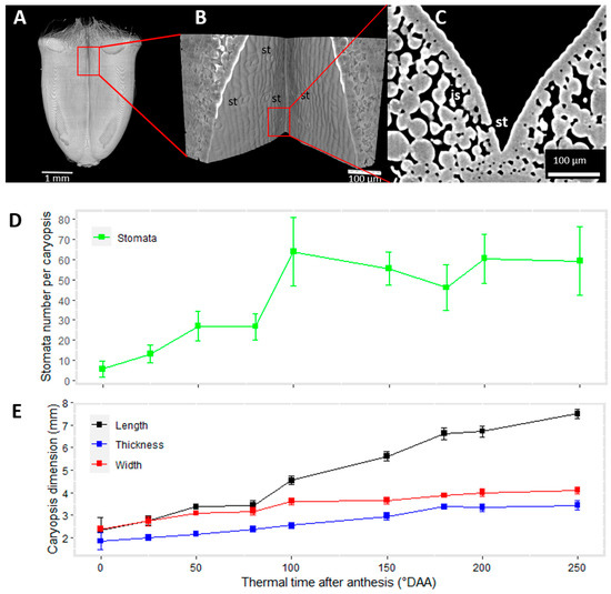 New Growth-Related Features of Wheat Grain Pericarp Revealed by ...