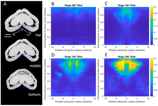 New Growth-Related Features of Wheat Grain Pericarp Revealed by ...