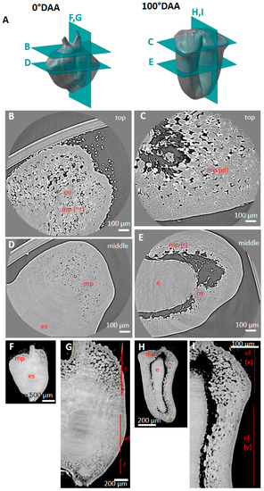 New Growth-Related Features of Wheat Grain Pericarp Revealed by ...