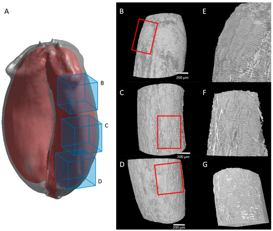 New Growth-Related Features of Wheat Grain Pericarp Revealed by ...