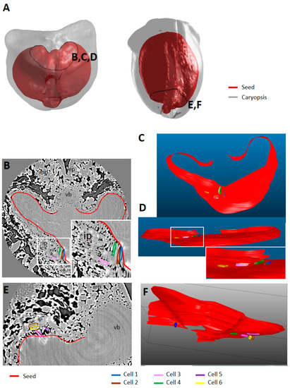 New Growth-Related Features of Wheat Grain Pericarp Revealed by ...