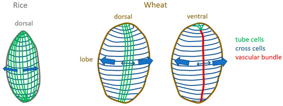New Growth-Related Features of Wheat Grain Pericarp Revealed by ...