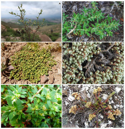 Plants | Free Full-Text | The Genus Paronychia (Caryophyllaceae) in ...