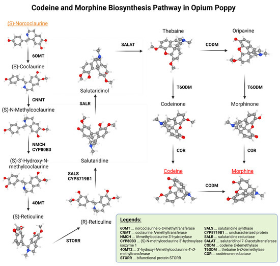 New Low Morphine Opium Poppy Genotype Obtained by TILLING Approach