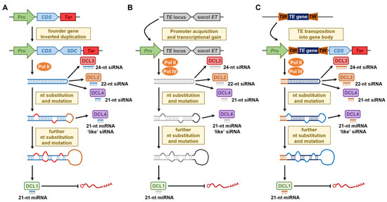 Miniature Inverted-Repeat Transposable Elements: Small DNA Transposons ...
