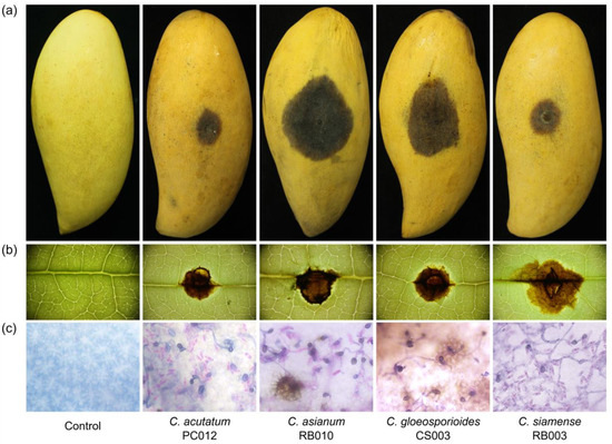 Two Newly Identified Colletotrichum Species Associated with Mango ...