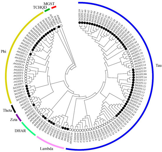 Genome-Wide Identification and Expression Profiling of Glutathione S ...