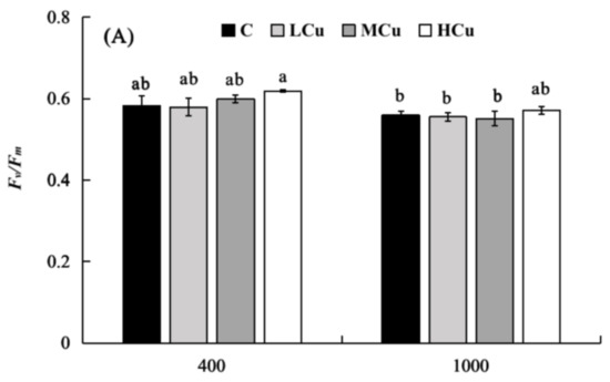 Response of Juvenile Saccharina japonica to the Combined Stressors of ...