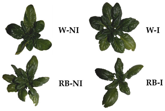 Plant-Growth Promoting Microbes Change the Photosynthetic Response to ...