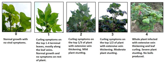 Detecting Cotton Leaf Curl Virus Resistance Quantitative Trait Loci in ...