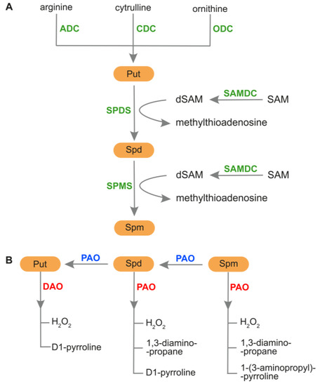 Interactions of Polyamines and Phytohormones in Plant Response to ...